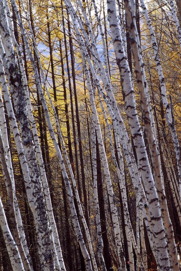 Birch forest stock photo. Image of natures, scape, tranquility - 4806896