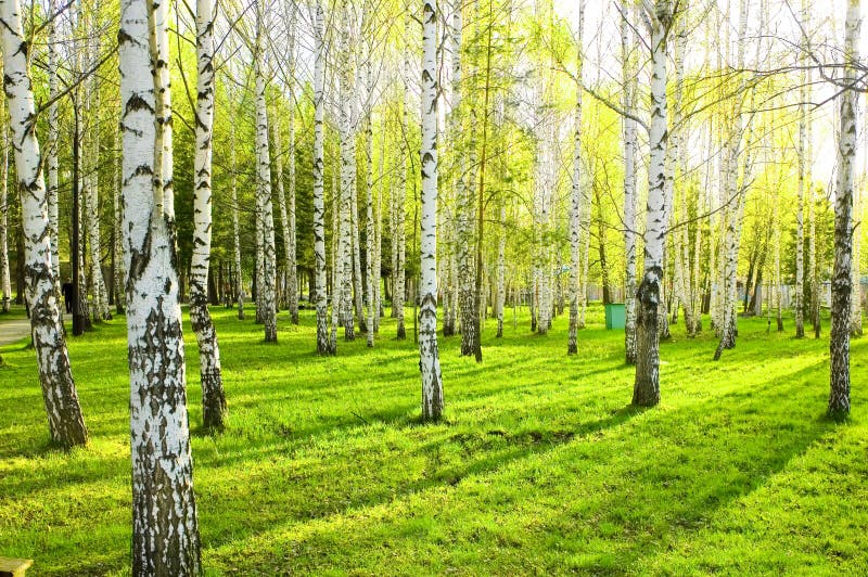 Birch forest stock photo. Image of wild, trees, season - 5408778