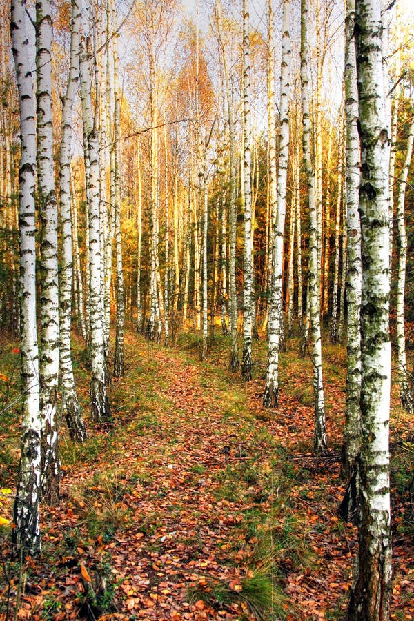 Birch forest stock image. Image of ecology, blue, fall - 7615155