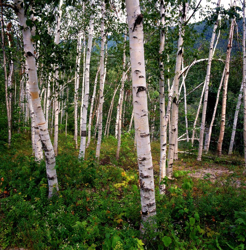 Summer birch trees stock image. Image of trees, white - 4435583