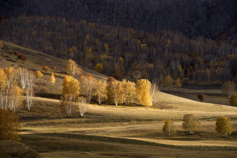 Bashang Plateau - Autumn Landscape Stock Image - Image of color ...
