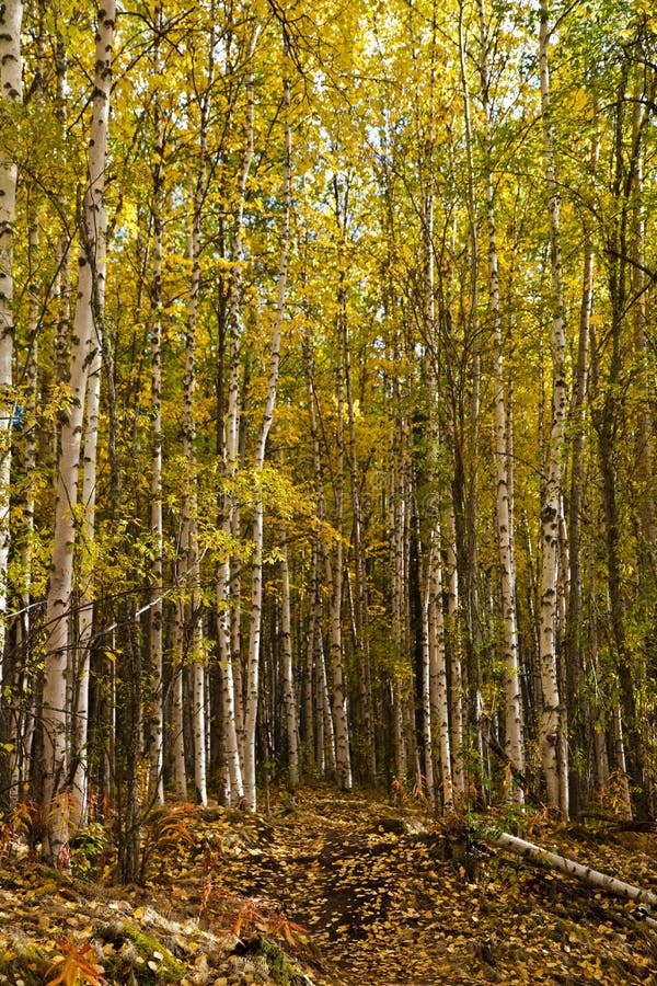 Birch Forest in Autumn stock photo. Image of white, orange - 27738088