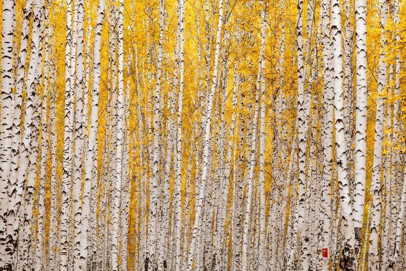 Autumn birch forest stock photo. Image of beautiful, landscape - 21391120 Autumn birch forest stock photo. Image of beautiful, landscape - 21391120