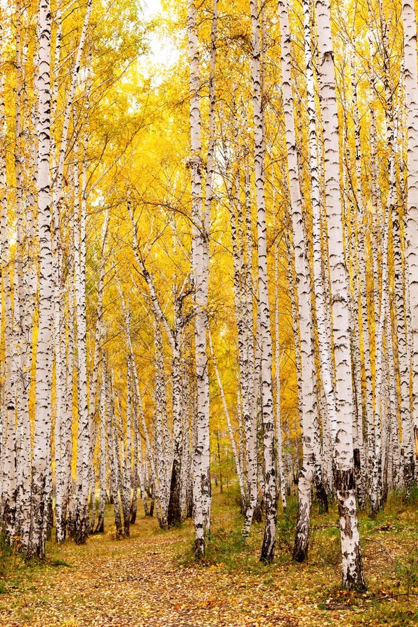 Autumn birch forest stock photo. Image of beautiful, landscape - 21391120