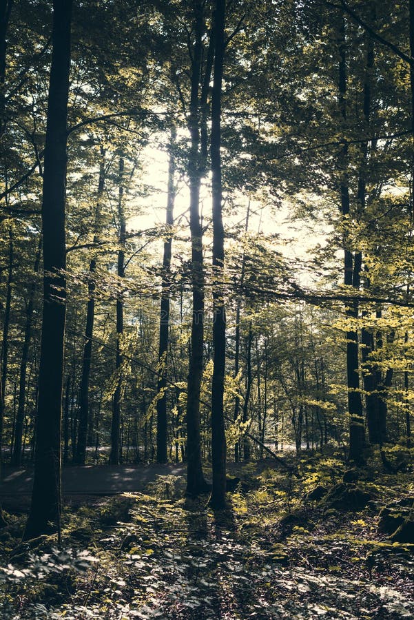 Birch Forest with Backlight at Dawn Stock Image - Image of tree, summer ...