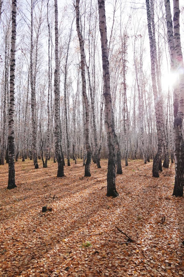 Birch forest stock image. Image of branch, fall, autumn - 235612923