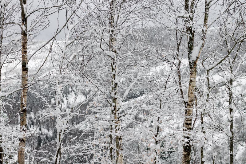 Birch Forest (betula) Covered by Snow. Stock Photo - Image of winter ...