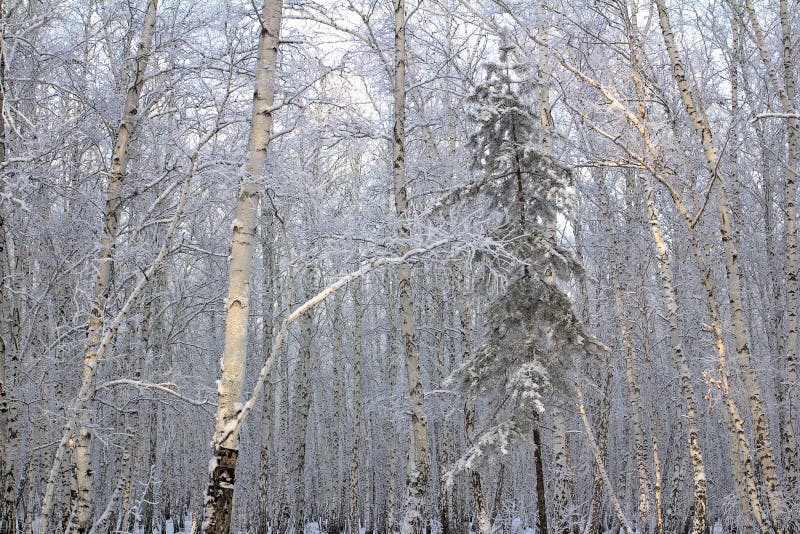 Birch Forest with Covered Snow Branches Stock Photo - Image of ...