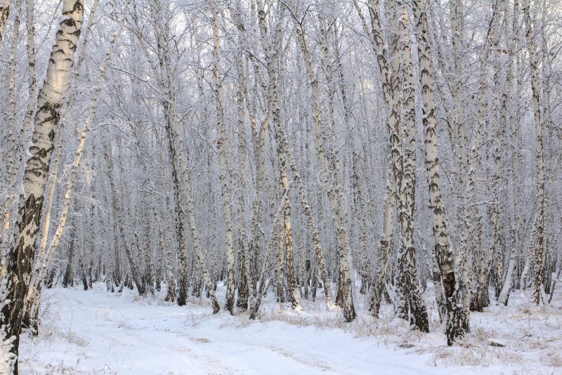 Birch Forest with Covered Snow Branches Stock Photo - Image of plant ...