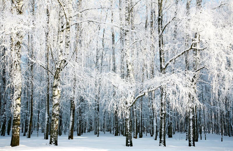 Birch Forest with Covered Snow Branches Stock Image - Image of white ...