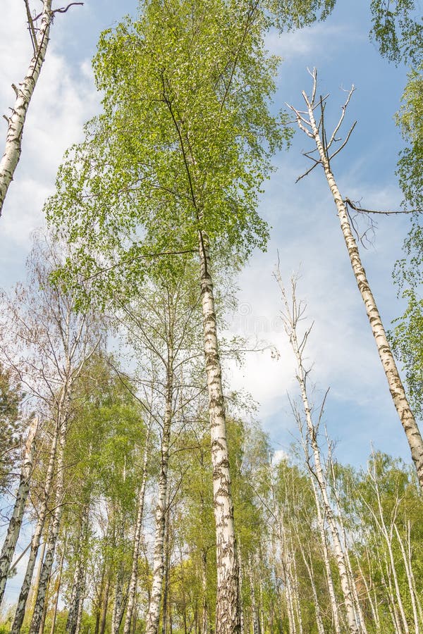 Birch forest stock image. Image of environment, leaf - 69976937
