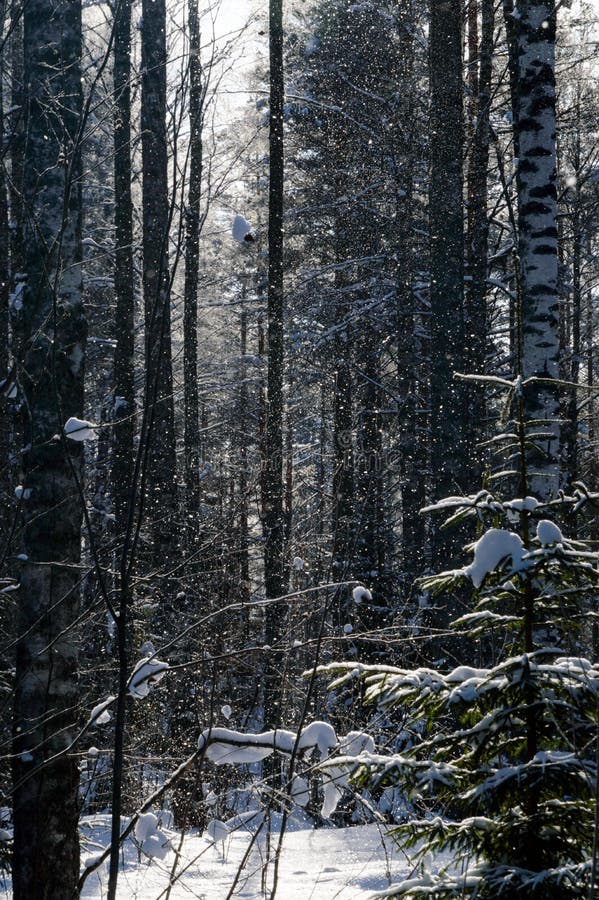 Birch Forest in Deep Scandinavian Winter Frost Stock Image - Image of ...