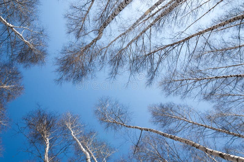 Birch Forest in Early Spring. Early Spring Forest Stock Photo - Image ...