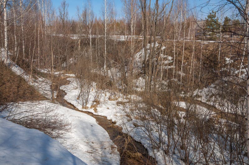 Birch Forest in Early Spring. Early Spring Forest Stock Image - Image ...