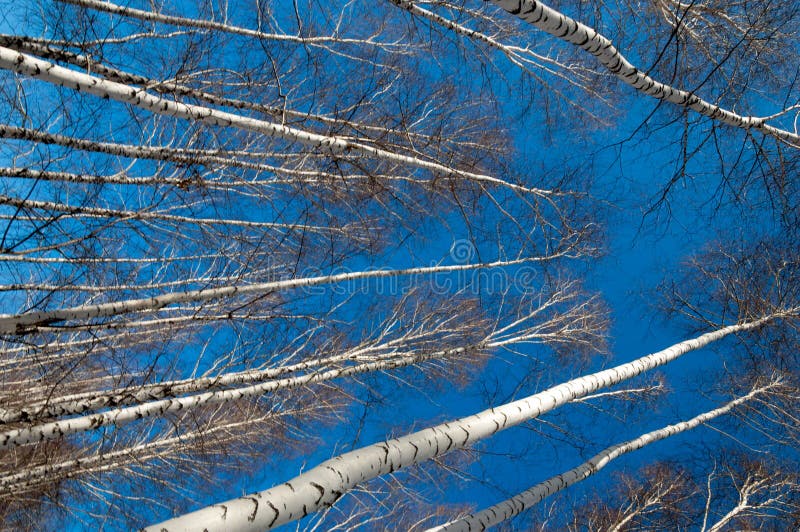 Birch Forest in Early Spring. Early Spring Forest Stock Photo - Image ...