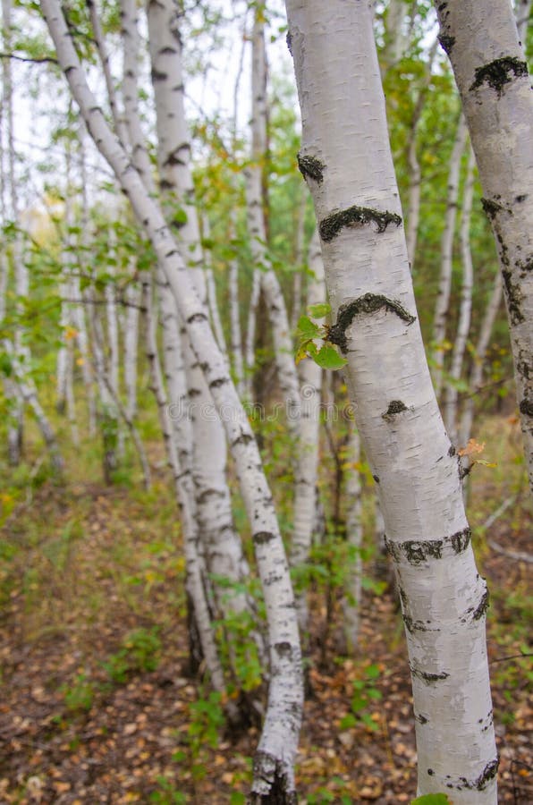 Birch Tree. Lots of Birch Trees in the Forest Stock Photo - Image of ...
