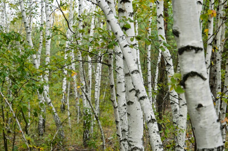 Birch Tree. Birch Forest. Lots of Birch Trees in the Forest Stock Image ...