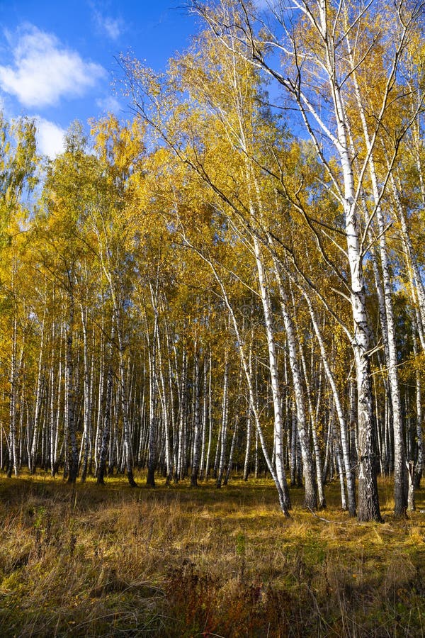 Birch forest in the fall stock photo. Image of russian - 181249236