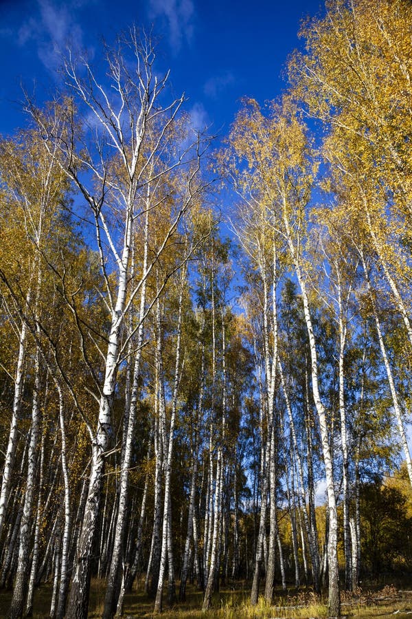 Birch forest in the fall stock image. Image of fall - 181249237