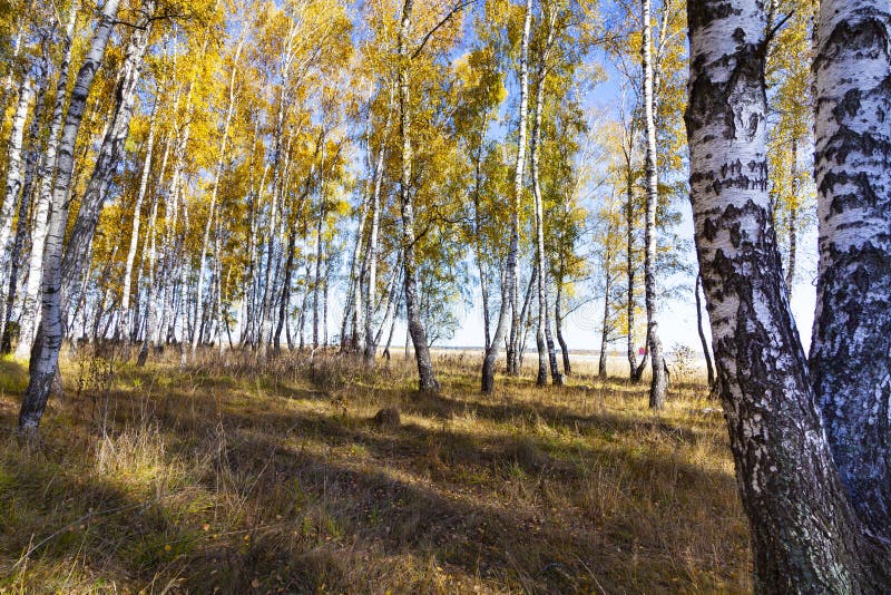 Birch forest in the fall stock image. Image of season - 181249289