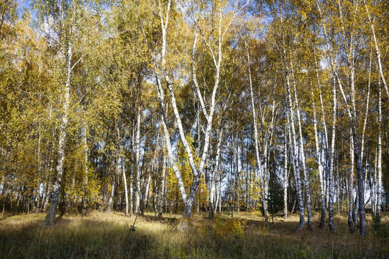 Birch forest in the fall stock photo. Image of rural - 181905852