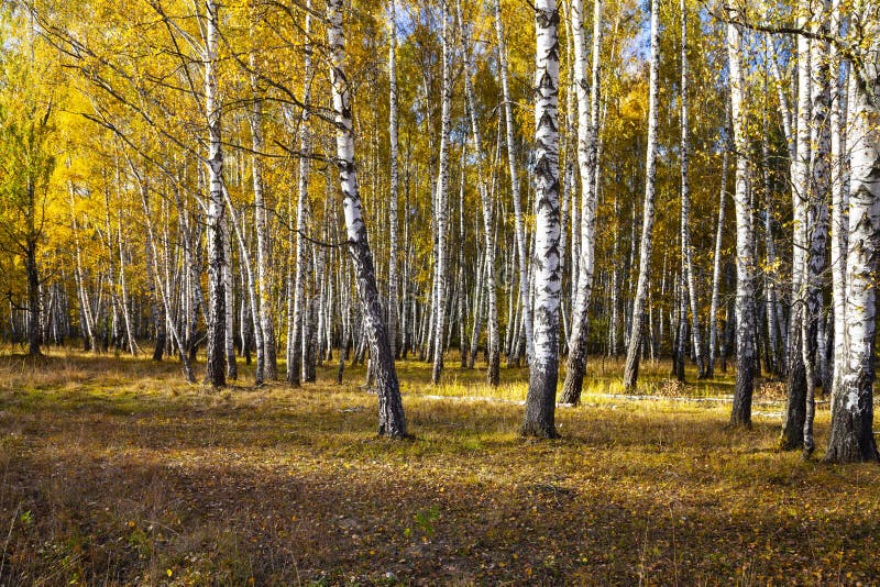 Birch forest in the fall stock photo. Image of orange - 181905866