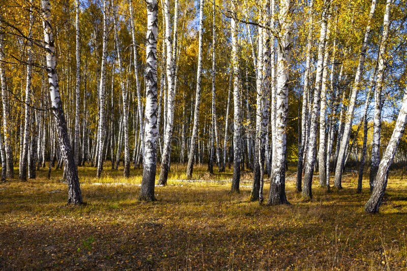 Birch forest in the fall stock image. Image of rural - 182470935