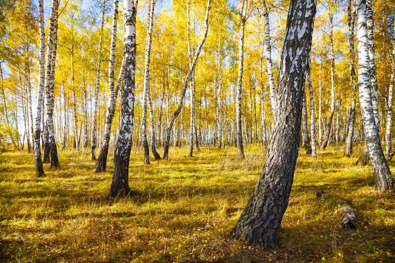 Birch forest in the fall stock image. Image of birch - 182470937