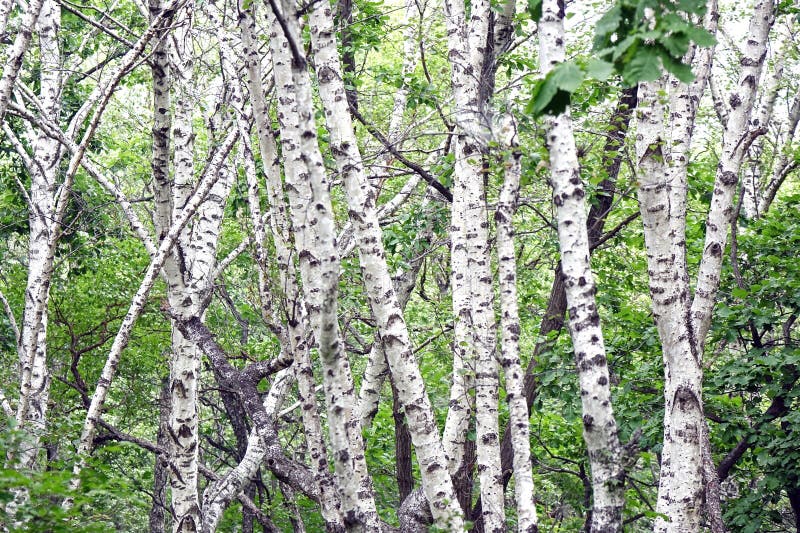 Birch Forest Growing Deep in the Mountains Stock Image - Image of ...