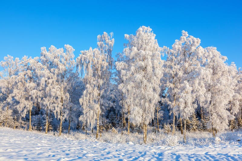 Birch Forest with Hoarfrost and Snow Stock Photo - Image of field ...