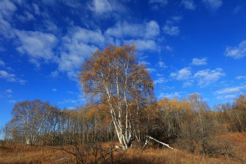 Birch Forest in Hot Spring Park of Keshiketeng World Geopark, Inner ...