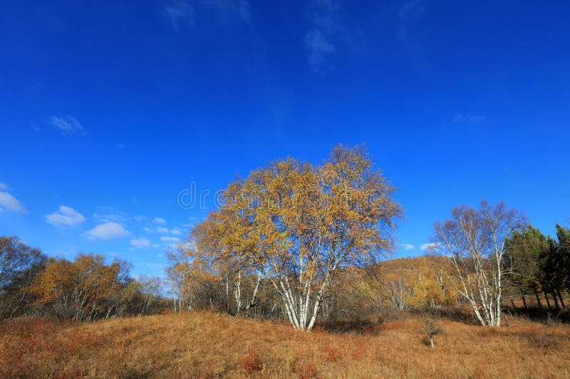 Birch Forest Hot Spring Park Keshiketeng World Geopark Inner Mongolia ...
