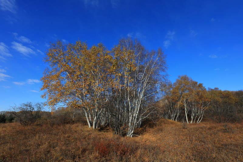 Birch Forest in Hot Spring Park of Keshiketeng World Geopark, Inner ...