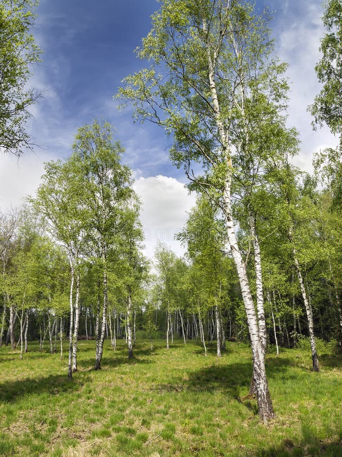Birch Forest stock image. Image of russia, spring, sunlight - 49552471