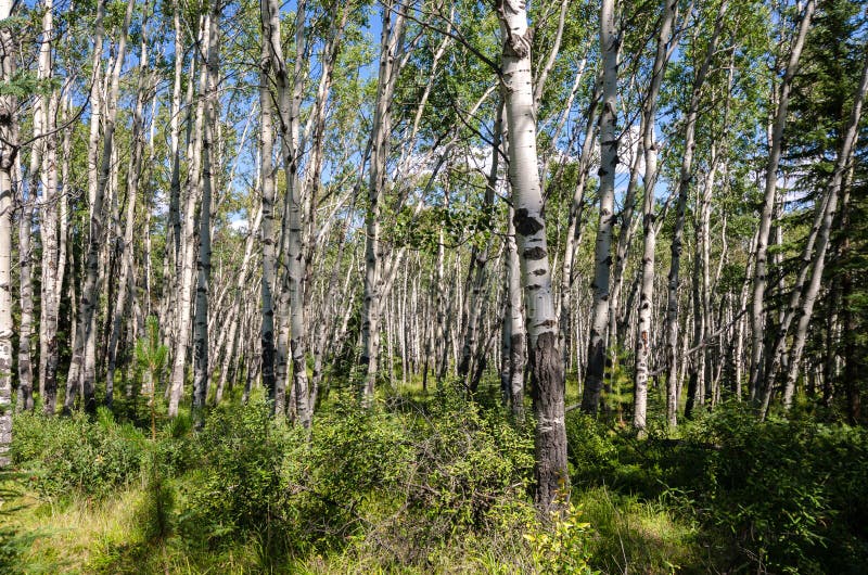 Birch forest stock photo. Image of trunk, alberta, vegetation - 47351742