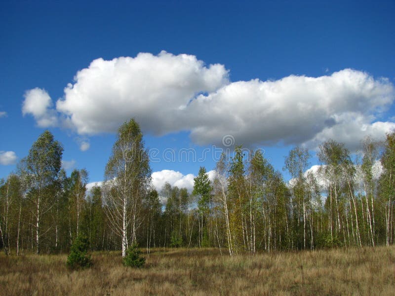 Birch forest landscape stock photo. Image of outdoors - 331347760