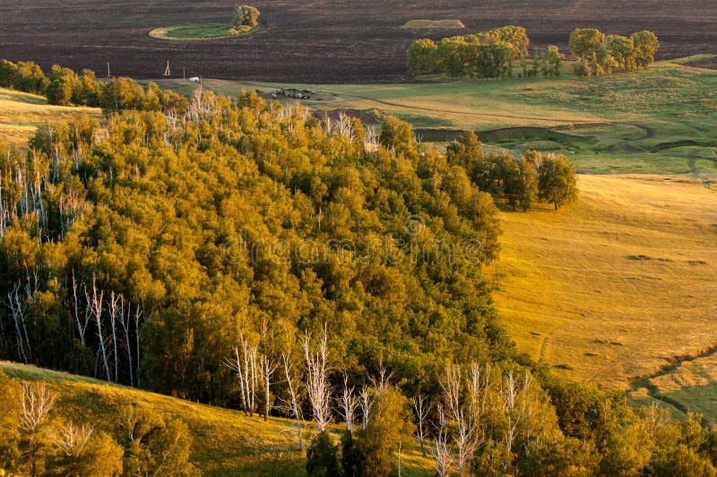 Birch Forest Landscape View from the Mountain at Sunset (sunrise) Stock ...