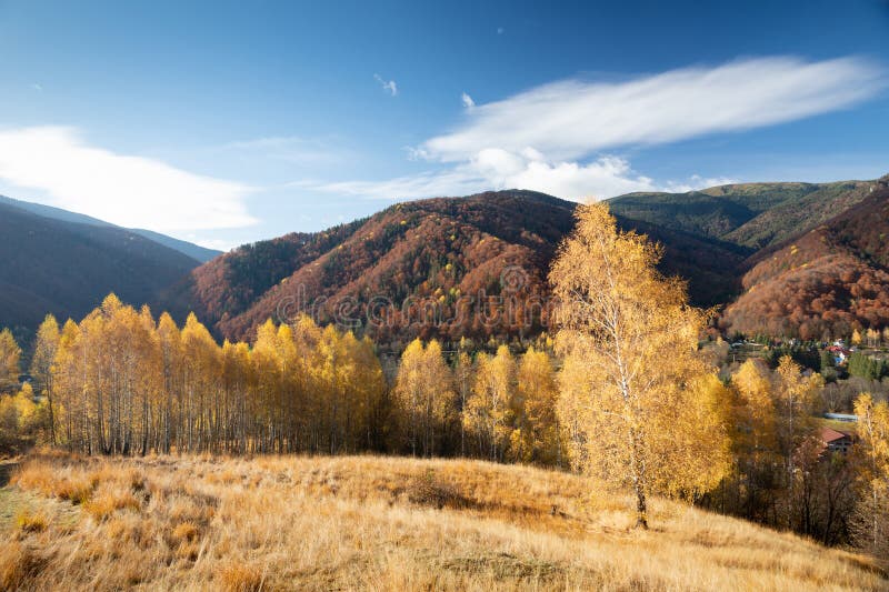 Birch Forest in Late Autumn Stock Image - Image of light, late: 255123951