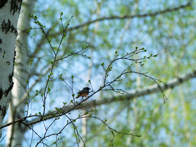 Birch Forest Leaves Open and Redstart Bird Sings Stock Image - Image of ...