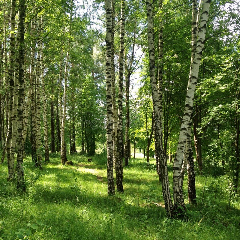 Birch forest lot of trees stock image. Image of green - 164671673