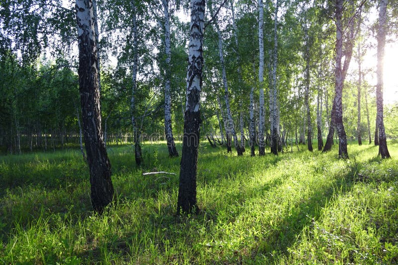 Birch forest stock image. Image of idyllic, deep, lush - 263068533