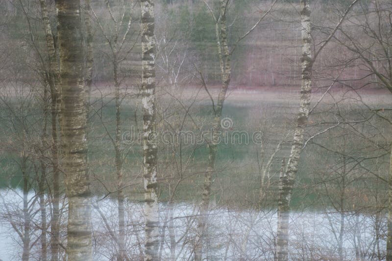 Birch Forest Mountain Summer Scenery Stock Photo - Image of evening ...