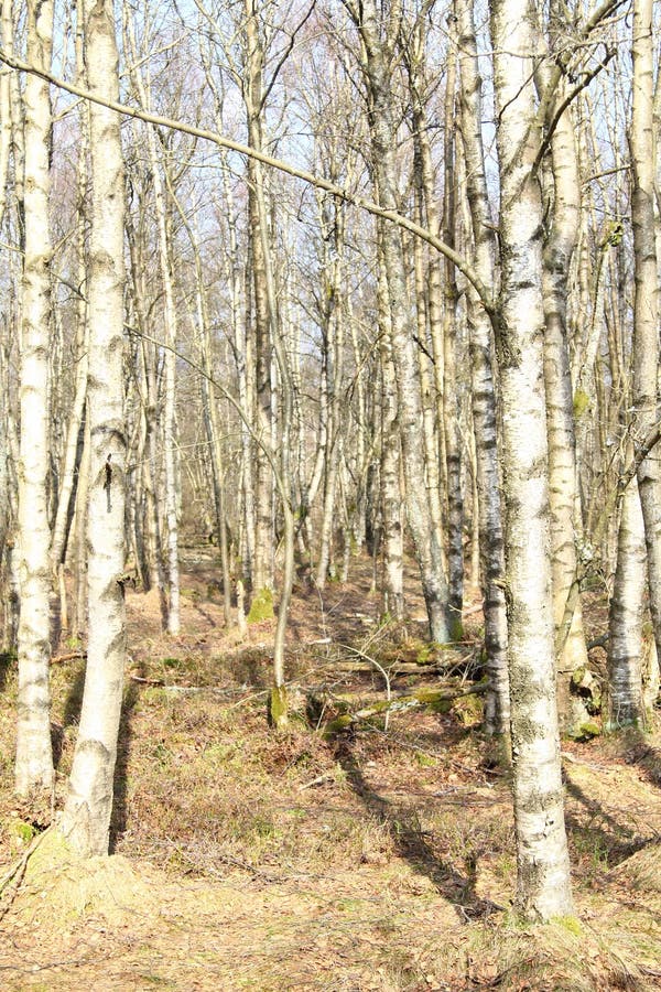Birch forest stock photo. Image of betula, environmental - 64199114
