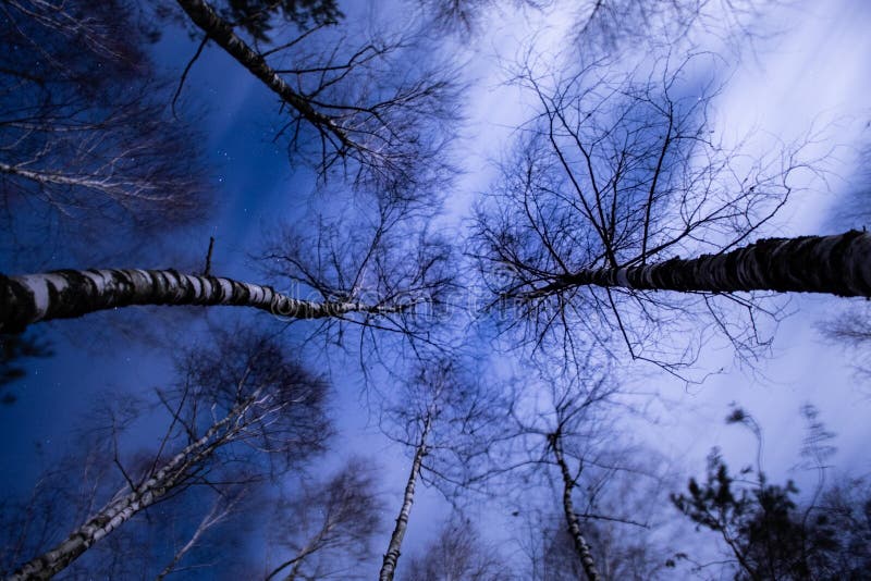 Birch forest at night stock image. Image of trees, birch - 308737785