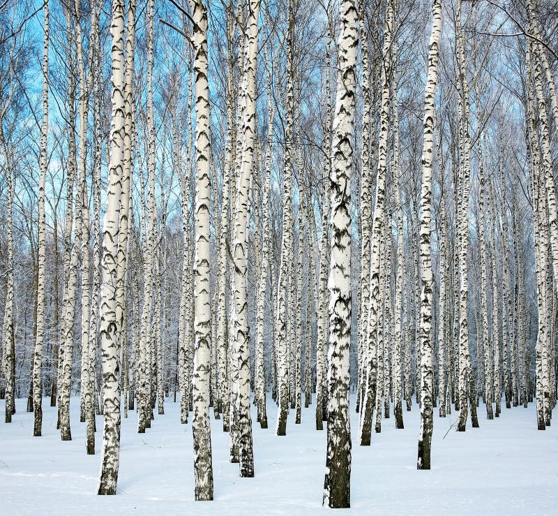 Beautiful Snowy Trunks of Birch Trees in Winter Forest Stock Image ...