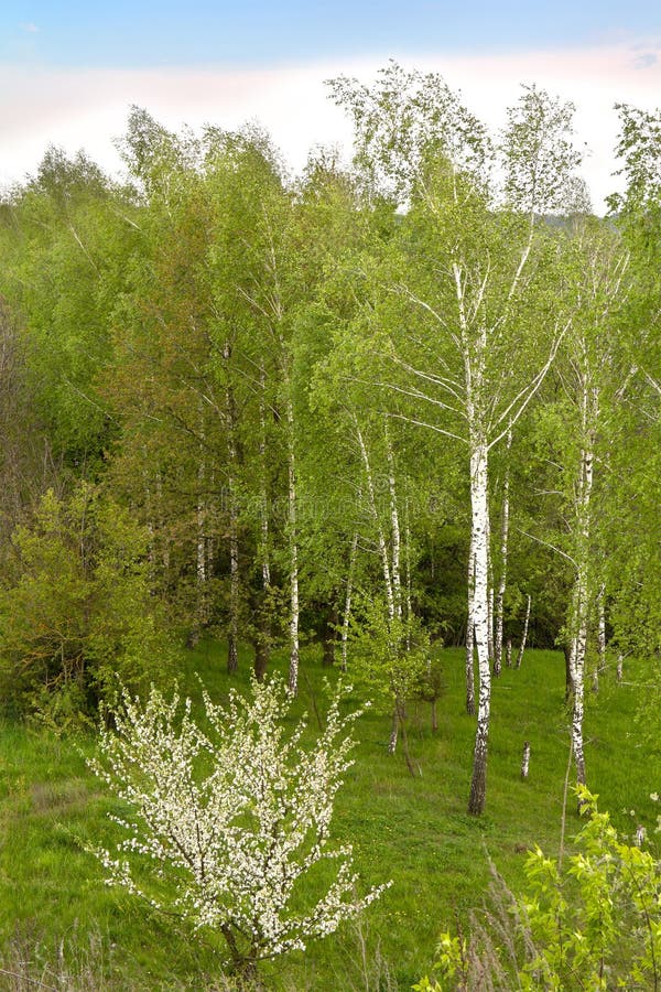 Green Birch Trees Forest with Meadow in Spring Stock Image - Image of ...