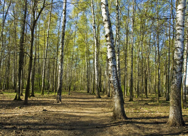 Birch forest in spring stock image. Image of summer, nature - 25404493