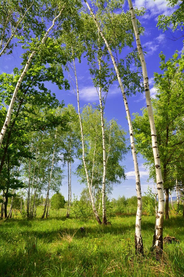 Birch forest stock photo. Image of meadow, scenery, scene - 40221838