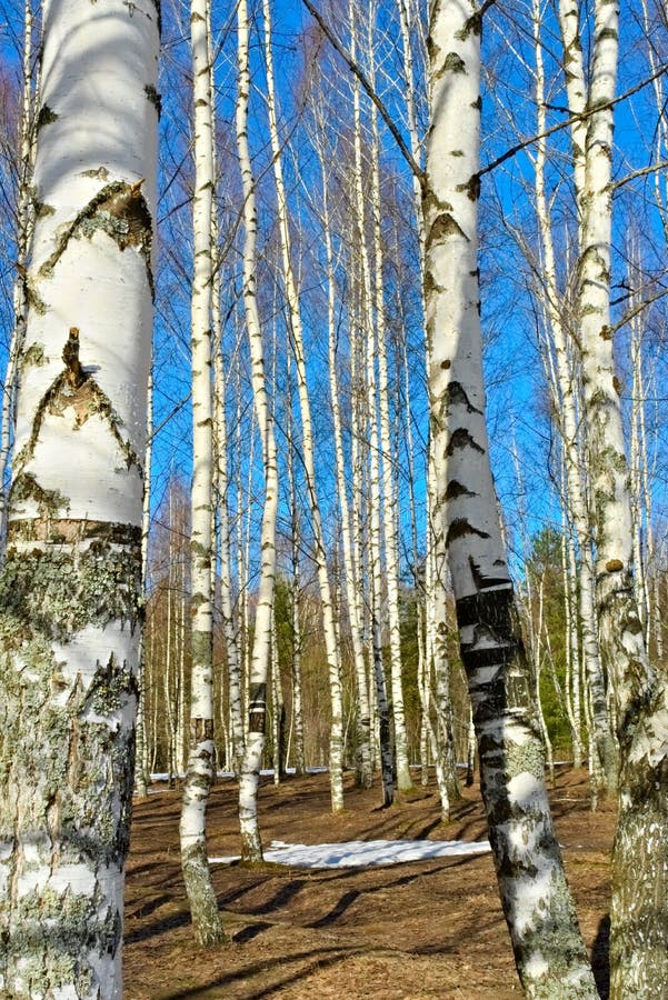 Birch Forest in Spring on a Clear Sunny Day. Stock Photo - Image of ...