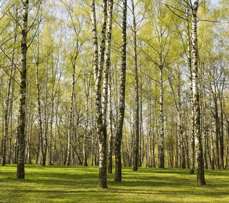 Birch forest in spring stock image. Image of tree, birch - 52135569